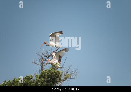 UNITED STATES - June 2023: Ibis spend time catching bugs in the ...