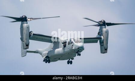 The incredible Osprey flying overhead Stock Photo - Alamy