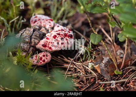 Strawberries and cream, Bleeding Hydnellum, Bleeding tooth fungus, Red ...