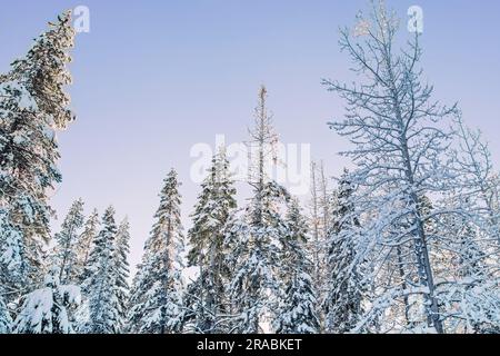 Snowy trees. Sunny magical day. Moscow oblast Stock Photo - Alamy