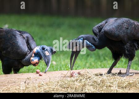 Abyssinian Ground Hornbill eating Berries Stock Photo - Alamy
