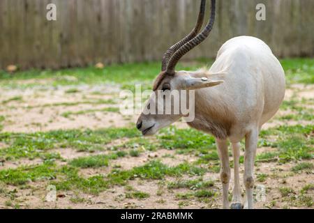 Scimitar horned Oryx in Captivity Stock Photo - Alamy