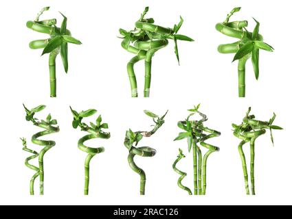 Collage with green bamboo stems and leaves on white background Stock ...