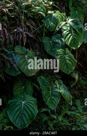 Floral biodiversity in the Amazon jungle of Peru Stock Photo - Alamy