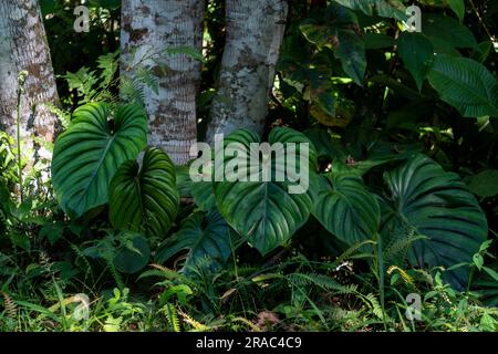 Floral biodiversity in the Amazon jungle of Peru Stock Photo - Alamy