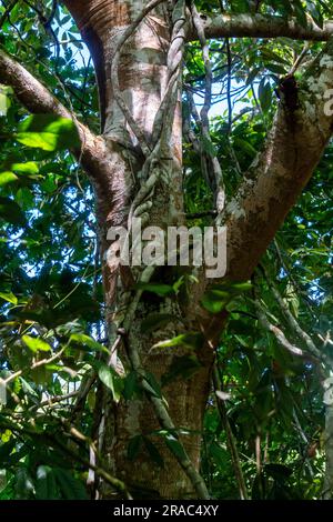 Floral biodiversity in the Amazon jungle of Peru Stock Photo - Alamy