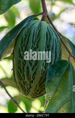 Macambo fruit (theobroma bicolor) in the peruvian amazon,Tingo Maria ...