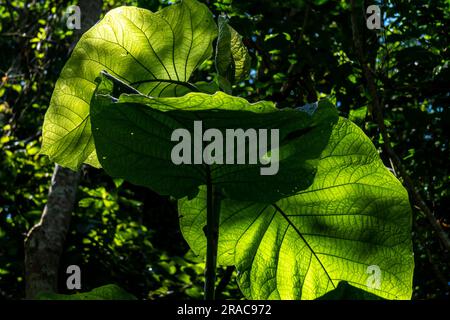 Floral biodiversity in the Amazon jungle of Peru Stock Photo - Alamy