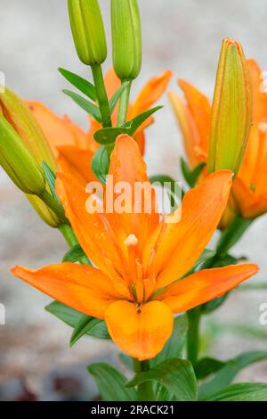 Lily Scoubidou, Lilium Scoubidou, Asiatic Hybrid Lily Scoubidou, pollen ...