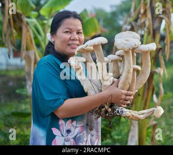 Large white mushrooms on forest floor in North Central Florida. Sheep ...