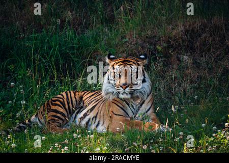 A tiger in point defiance zoo in Washington state left all alone on a ...