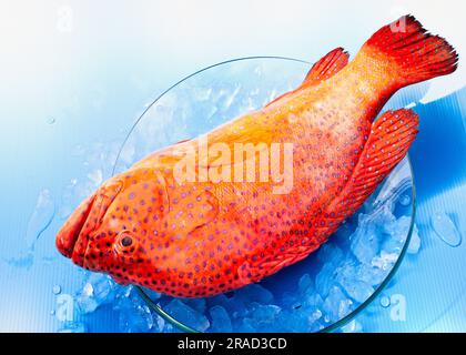 Close up of Grouper inside at fish market of Al Khor, located near to ...