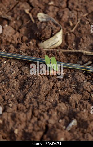 Indian farming cotton baby tree, small plant grow in farm Stock Photo ...