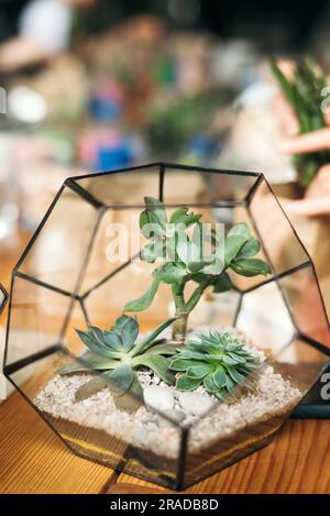 small succulent plants background. greenhouse, top view, floral texture ...