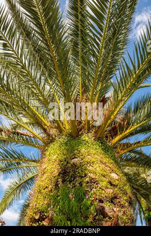 Close-up of the cover of the trunk of a palm tree on a sunny day Stock ...