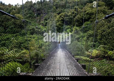 Pureora Forest Park, North Island, New Zealand Stock Photo - Alamy