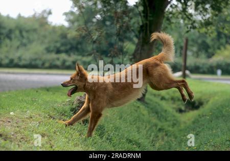 Harzer Fox, Old German Shepherd Dog Stock Photo - Alamy
