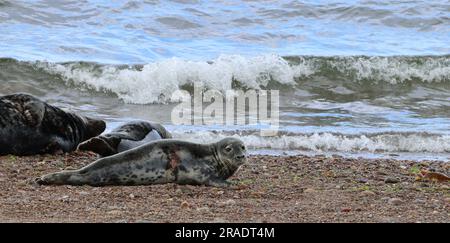 Seals and pups on pebbly beach Stock Photo - Alamy