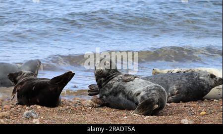 Seals and pups on pebbly beach Stock Photo - Alamy