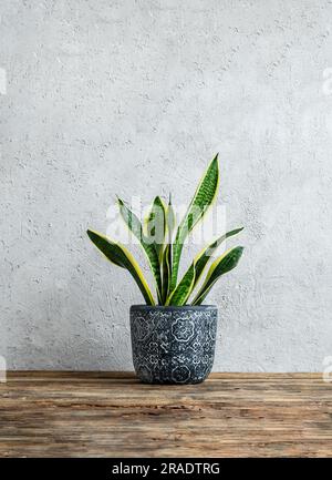 Decorative sansevieria plant on wooden table in living room ...