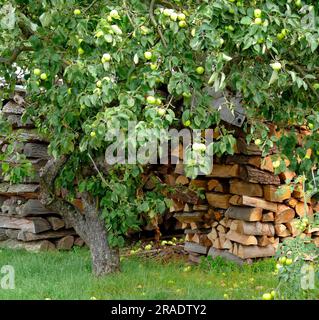 Firewood on the apple tree Stock Photo - Alamy