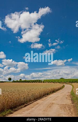 Field path between vineyards Stock Photo - Alamy