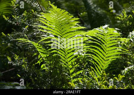 Fern, Montreal, Canada, vegetation Stock Photo - Alamy
