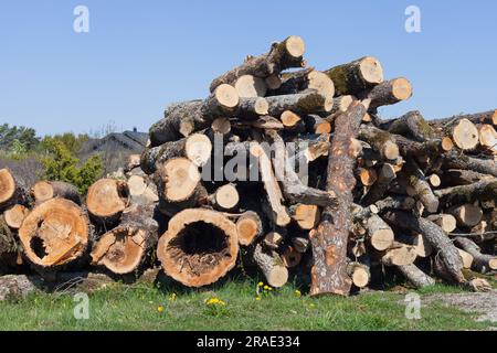 Cross sections trees trunks. cutting timber placed together logs wall ...