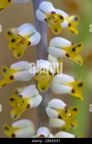 Cape cowbell (Lachenalia mutabilis Stock Photo - Alamy