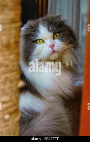Embark on a visual journey as diverse cats explore various outdoor ...