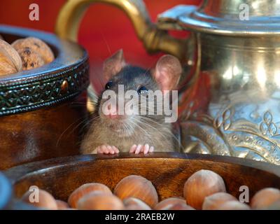Colour rat with shells with nuts Stock Photo - Alamy