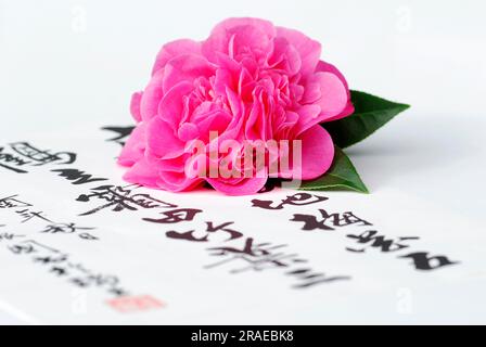 Camellia 'Debbie', Japanese (Camellia japonica) calligraphy and brush ...