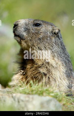 Alpine marmot (Marmota marmota), marmot and juvenile face each other ...