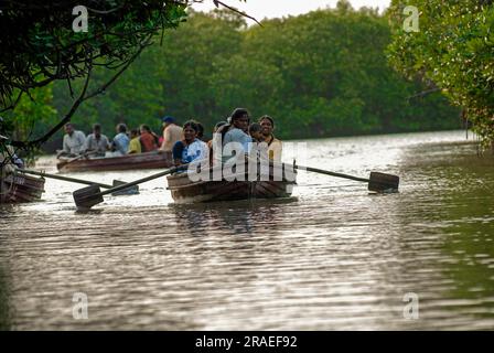 Pichavaram mangrove alayathi kadugal forest near Chidambaram, Tamil Nadu, South India, India ...
