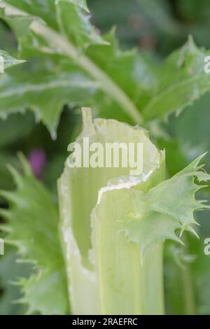 Milky latex sap oozing from a broken stem or stalk of Prickly Sow ...