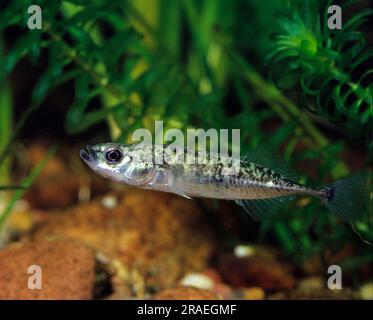 Ninespine stickleback fish Stock Photo - Alamy