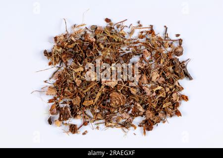 Wood avens (Geum urbanum) (Radix gei urbani), benedict root, buschnelk ...