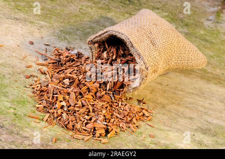 Chinese bark (Cortex chinae), dried bark of (Cinchona pubescens ...
