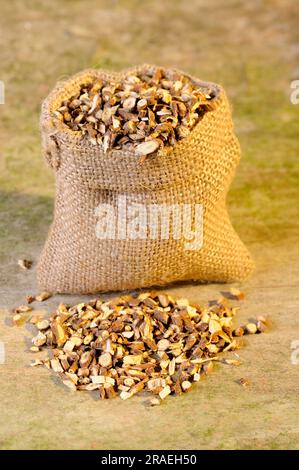 Chinese Rabbit Ear Root (Bupleuri Radix), Chai Hu Stock Photo - Alamy