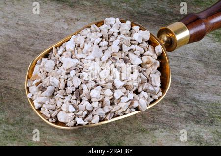 Fourstamen Stephania root (Stephaniae tetrandrae Radix), Fang Ji Stock ...
