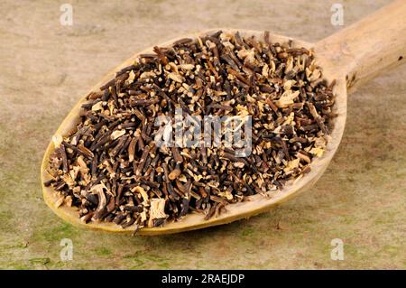Chinese Clematis (Clematidis Radix), Wei Ling Xian Stock Photo - Alamy