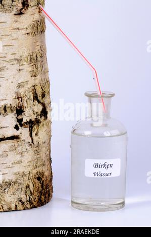 Tap birch water in bottle (Betula pendula Stock Photo - Alamy