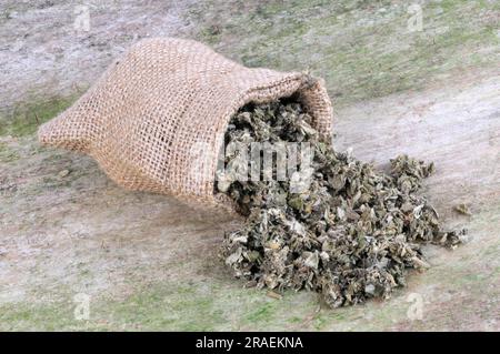 Argy Wormwood leaves (Artemisiae argyi Folium), Ai Ye Stock Photo - Alamy