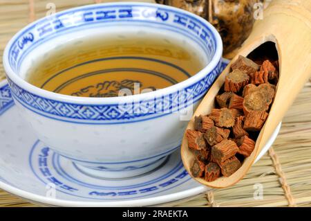 Cup of redroot sage root tea (Salviae miltiorrhizae Radix), Dan Shen ...