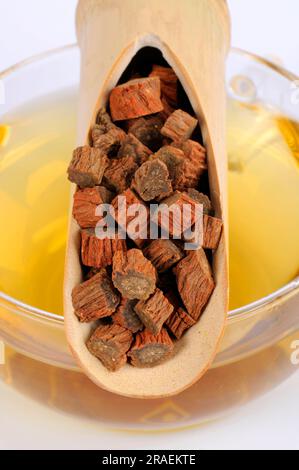 Cup of redroot sage root tea (Salviae miltiorrhizae Radix), Dan Shen ...