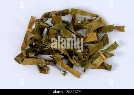 Loquat leaves (Eriobotryae Folium), Pi Pa Ye, excised, object Stock ...