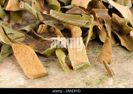 Medlar leaves (Eriobotryae Folium), Pi Pa Ye Stock Photo - Alamy