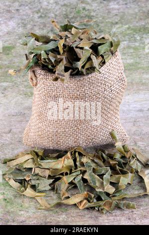 Medlar leaves (Eriobotryae Folium), Pi Pa Ye Stock Photo - Alamy