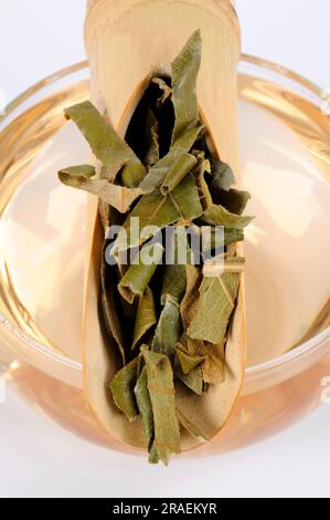 Cup of tea from loquat leaves (Eriobotryae Folium), Pi Pa Ye Stock ...