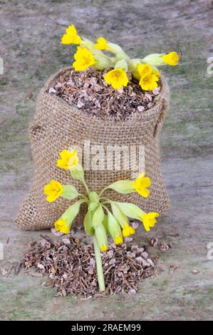 Meadow primrose, dried root, primrose (Primula veris), free space ...